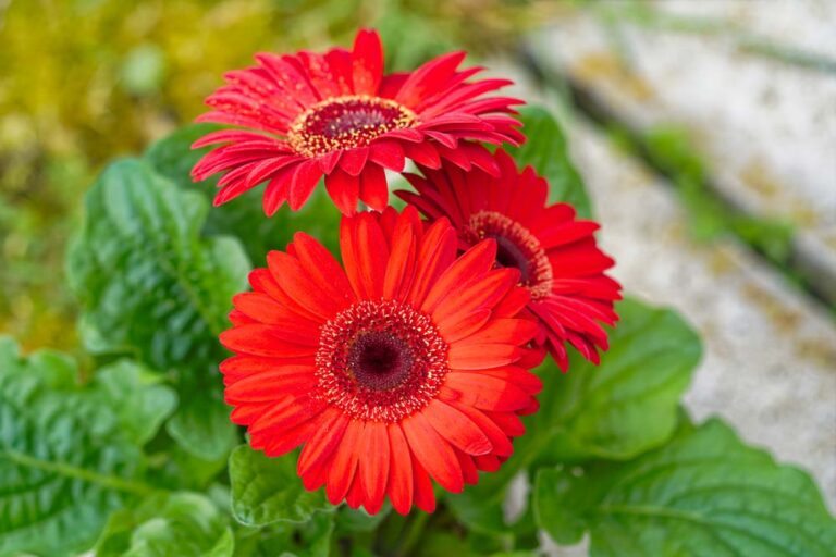 Como Cuidar de Gérbera: Significado, Plantio e Dicas Profissionais