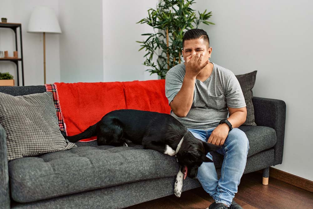 Como Tirar Mau Cheiro do Sofá: 5 Dicas Úteis para Seguir