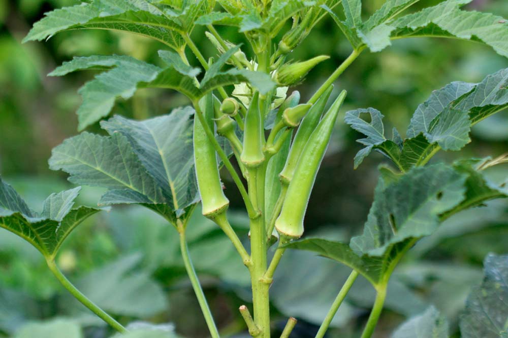 Como plantar quiabo: Formas e Tutoriais para Você Seguir