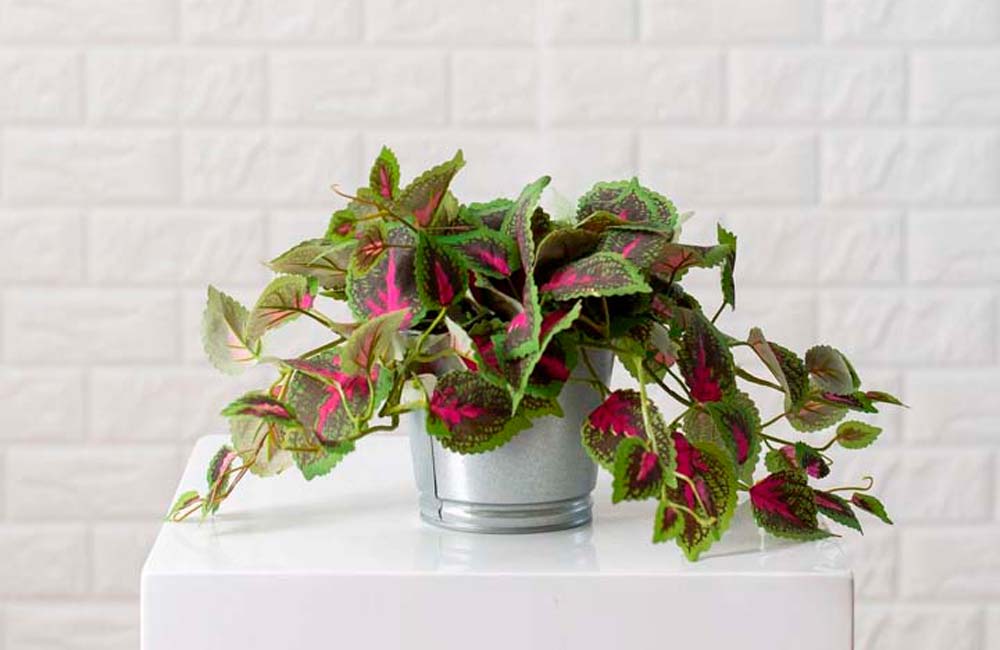 Coleus: Características, Tipos, Cuidados, Paisagismo e 50 Arranjos