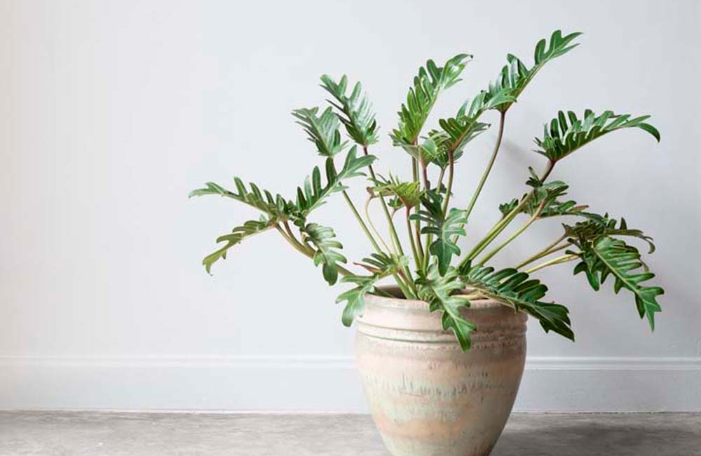 Xanadu: Características, Plantio, Cuidados e Dicas de Paisagismo