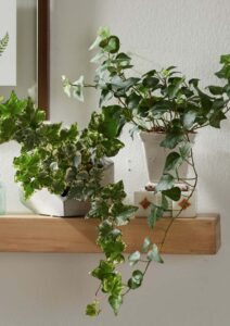 Planta Hera: Características, Tipos, Cuidados, Plantio e 50 Ideias