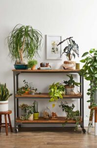 Planta Hera: Características, Tipos, Cuidados, Plantio e 50 Ideias