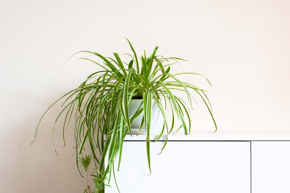 Clorofito: Características, Tipos, Como Cuidar e 50 Ideias na Décor